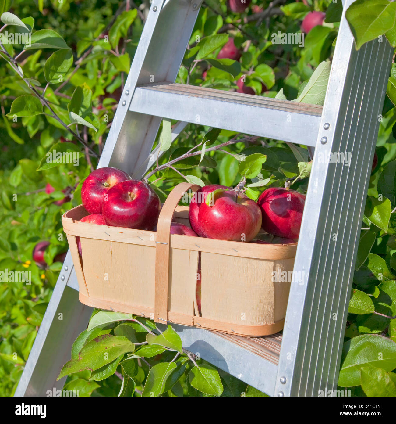 Orchard ladder hi-res stock photography and images - Alamy