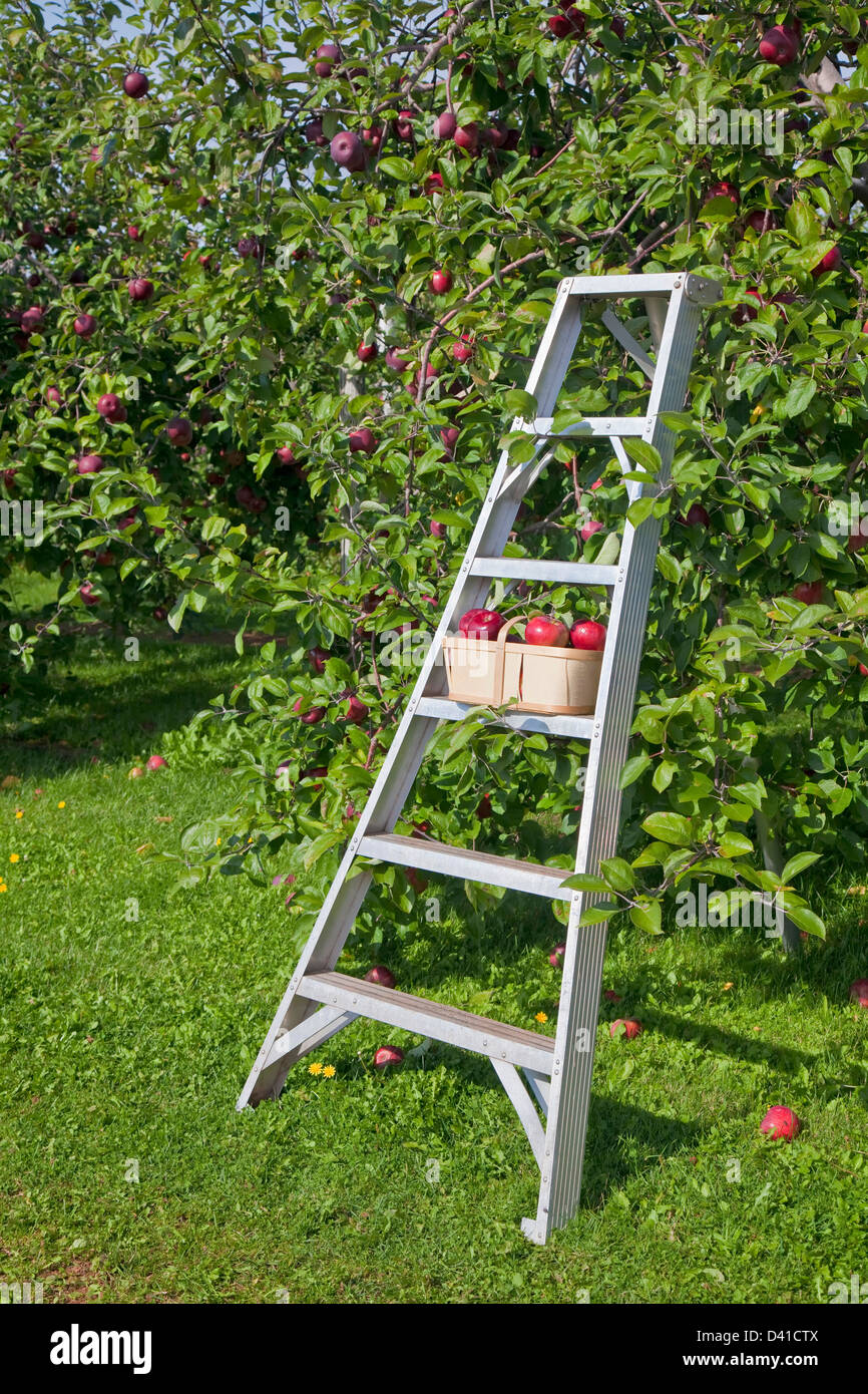 A basket of apples on a ladder in an apple orchard Stock Photo - Alamy