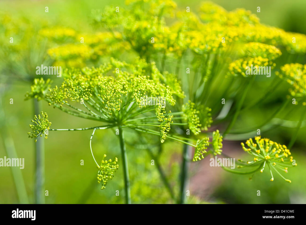 Close up dill growing in hi-res stock photography and images - Alamy