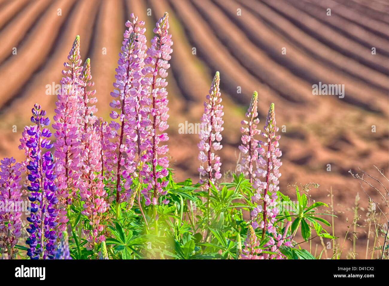 Lupins lupinus perennis hi-res stock photography and images - Alamy