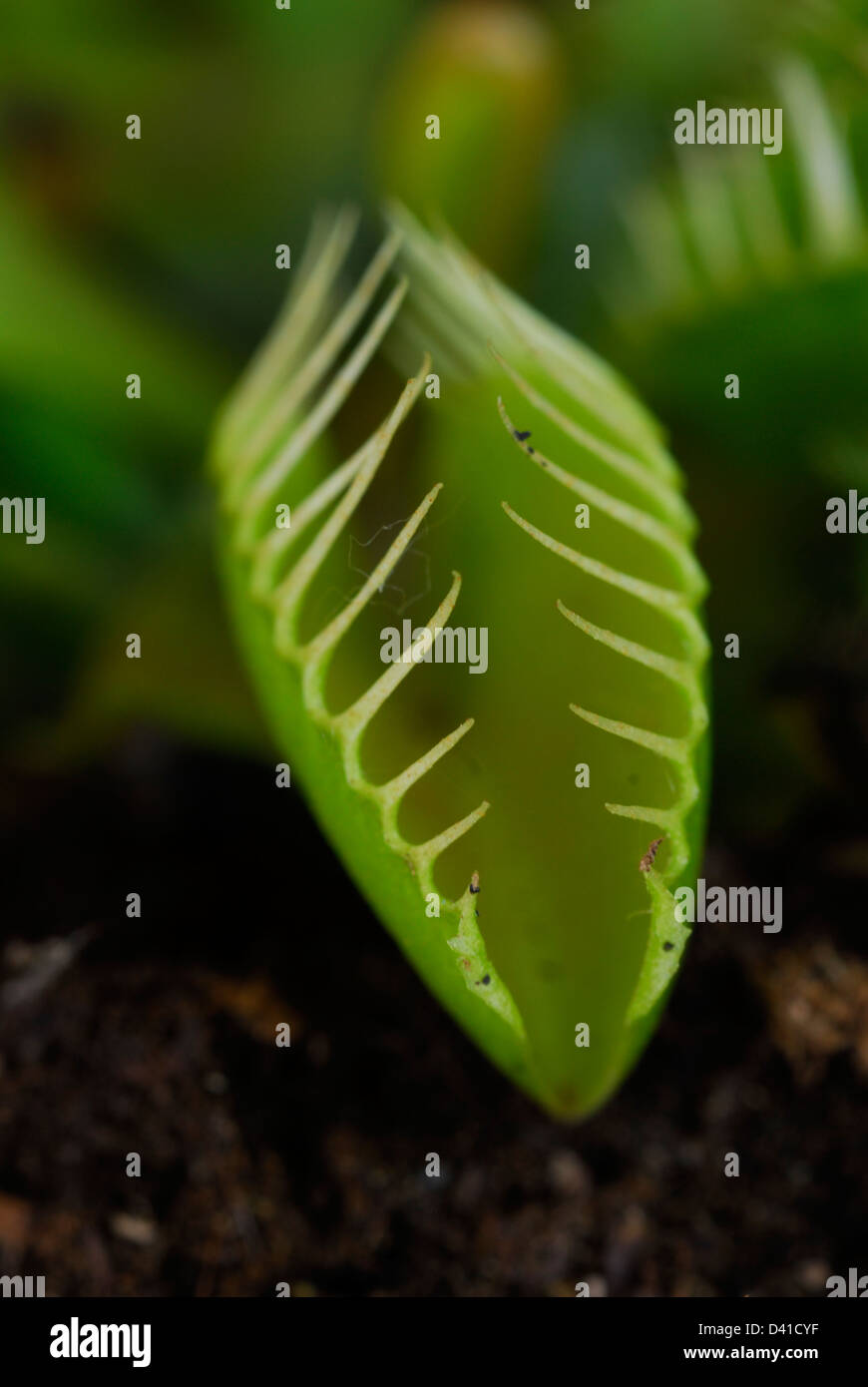 Carnivorous plant red sawtooth dionaea muscipula hi-res stock ...