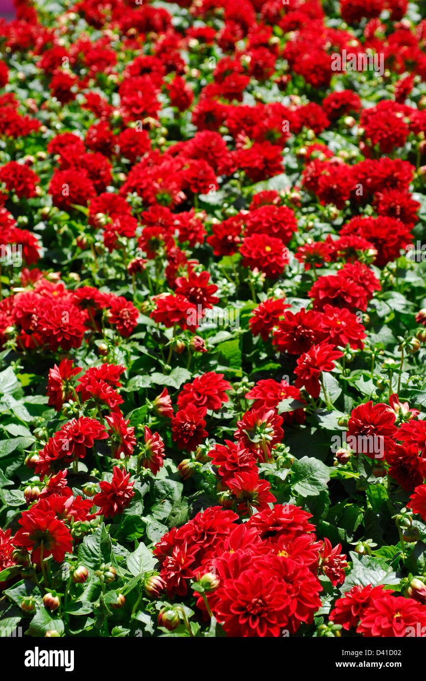 Flora peonia hi-res stock photography and images - Alamy