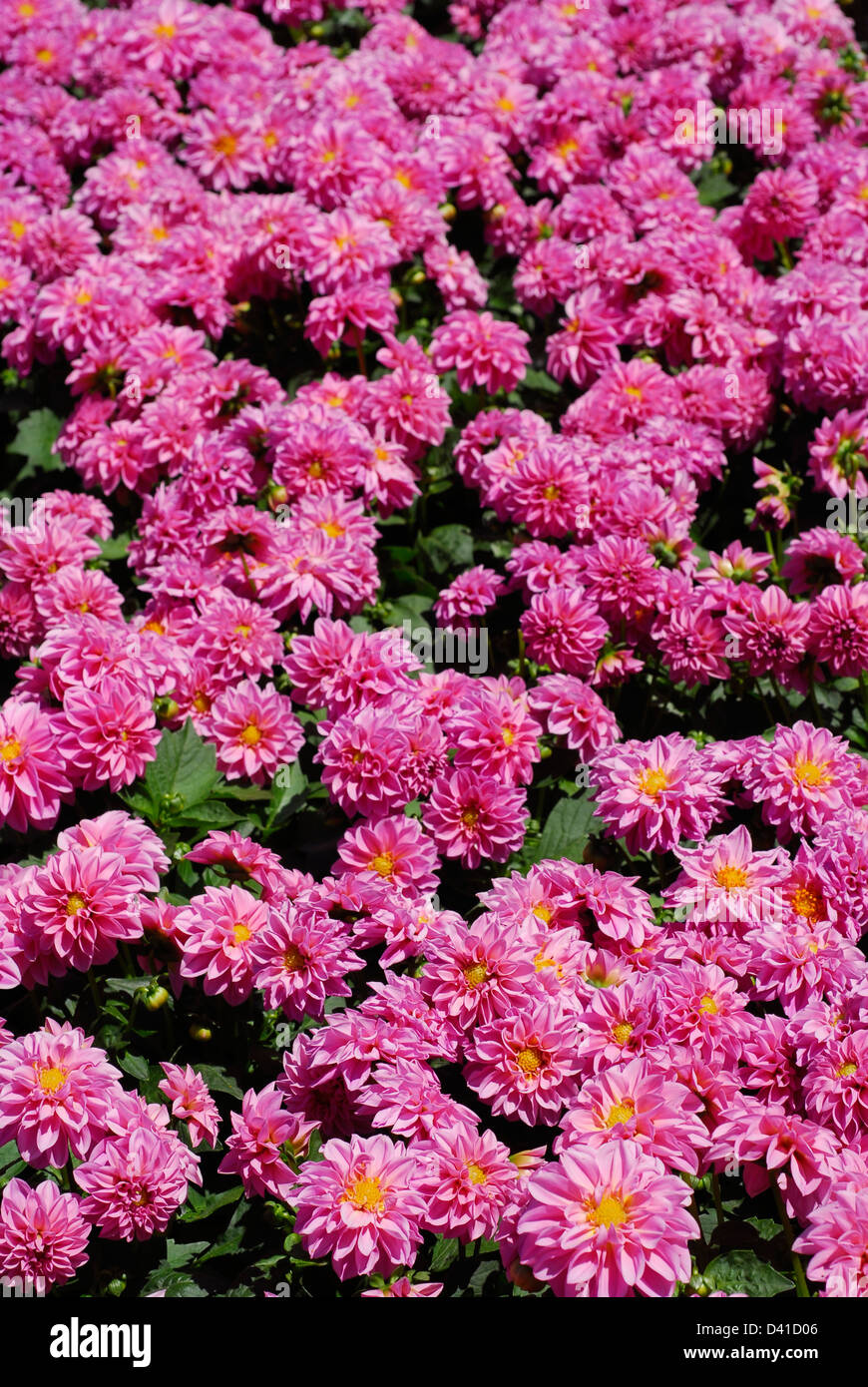 Paeonia sp hi-res stock photography and images - Alamy