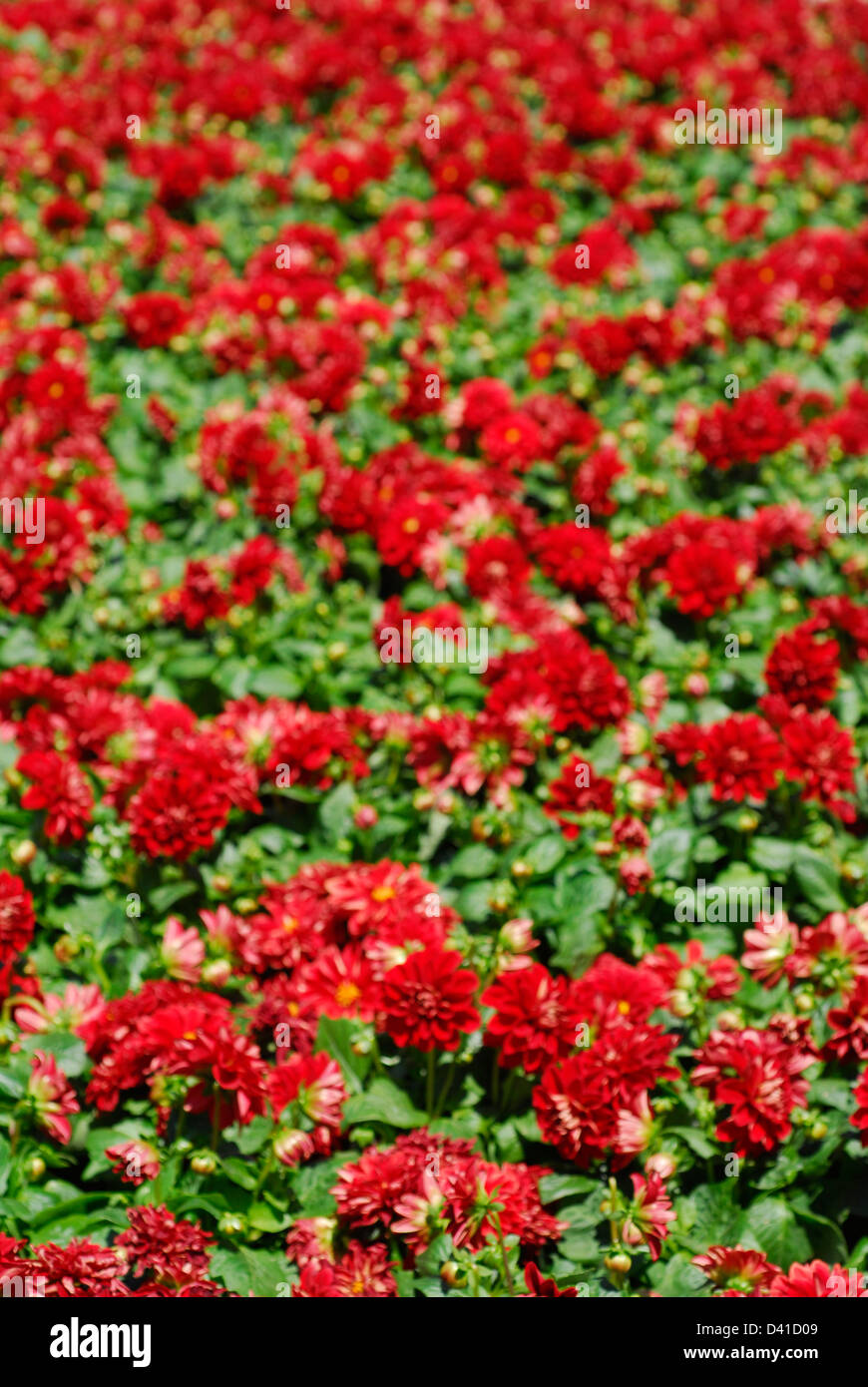 Peonia flowers hi-res stock photography and images - Alamy
