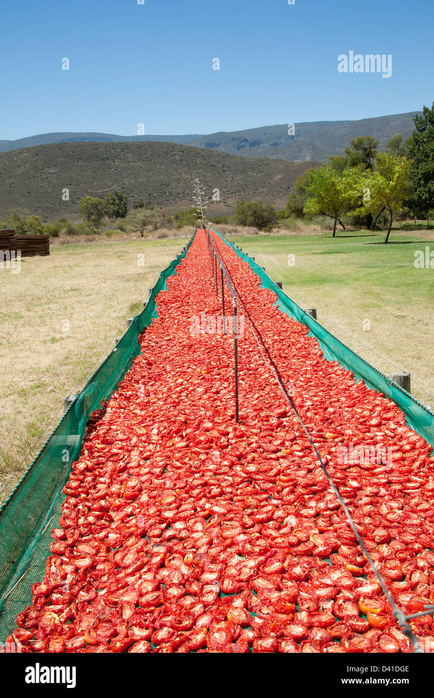 Tomatoes drying in the sun on a Montagu farm Western Cape South Africa ...