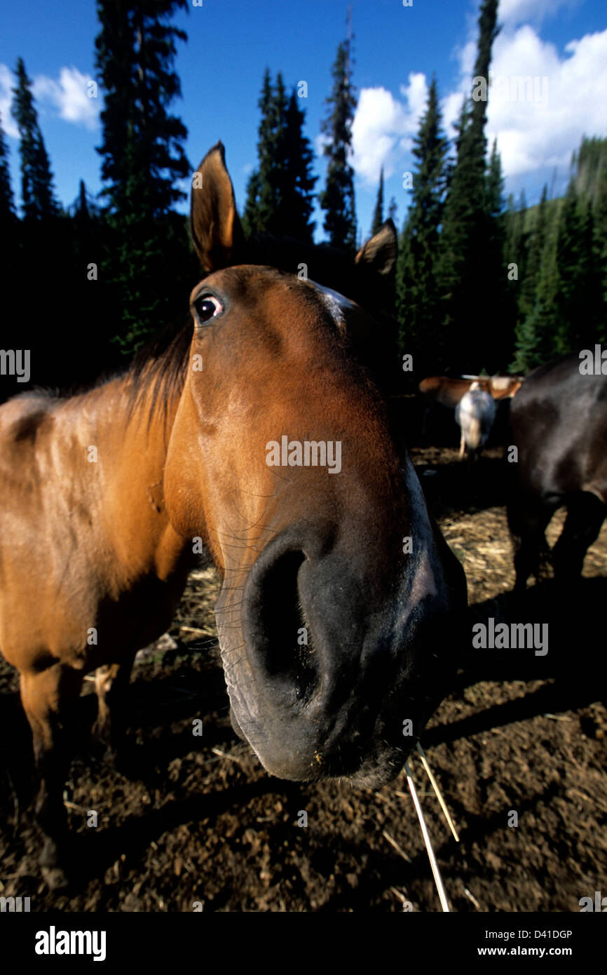 Big head horse hi-res stock photography and images - Alamy