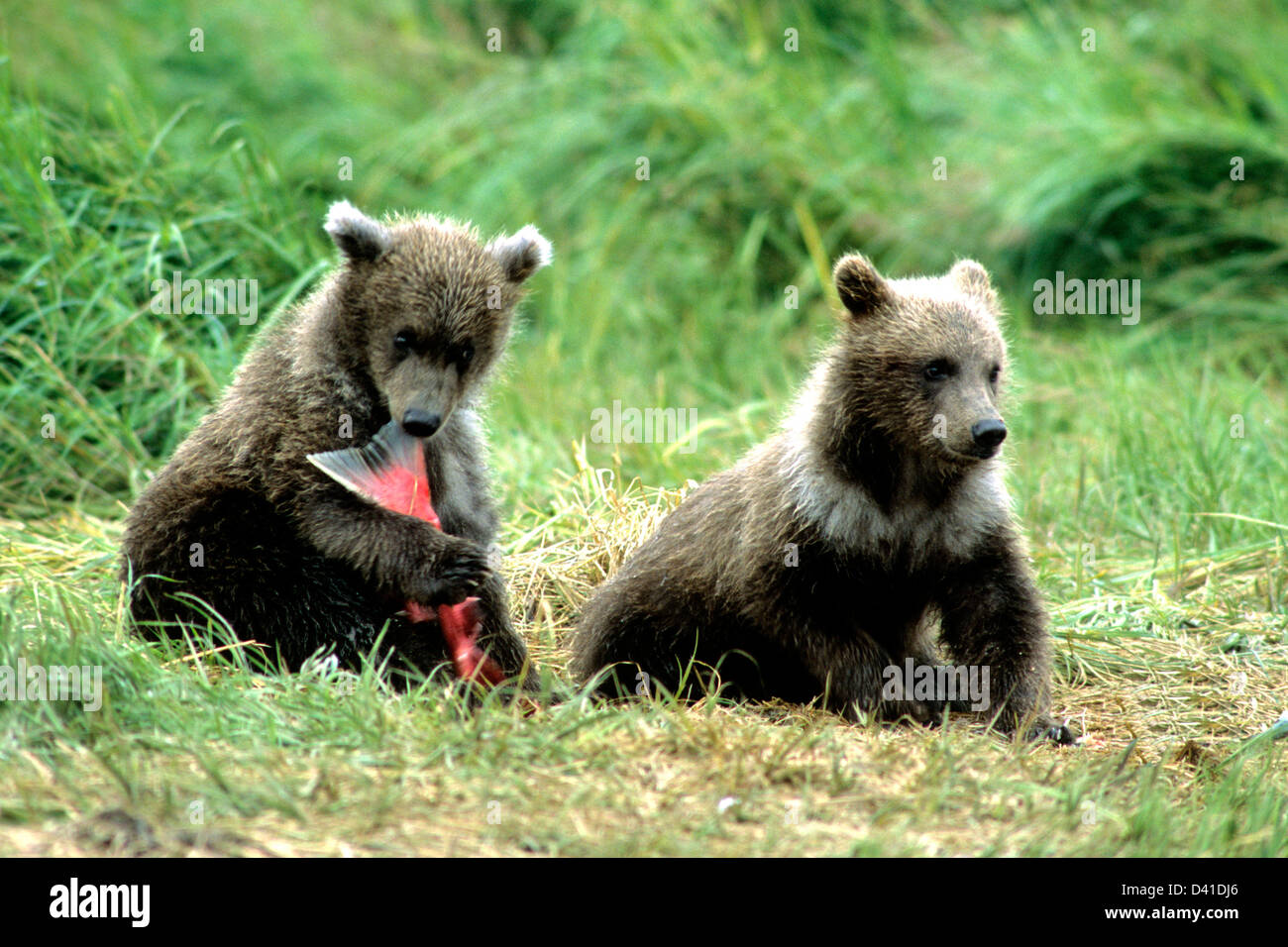 Brown bear cubs eating sockeye salmon in Becharof National Wildlife ...