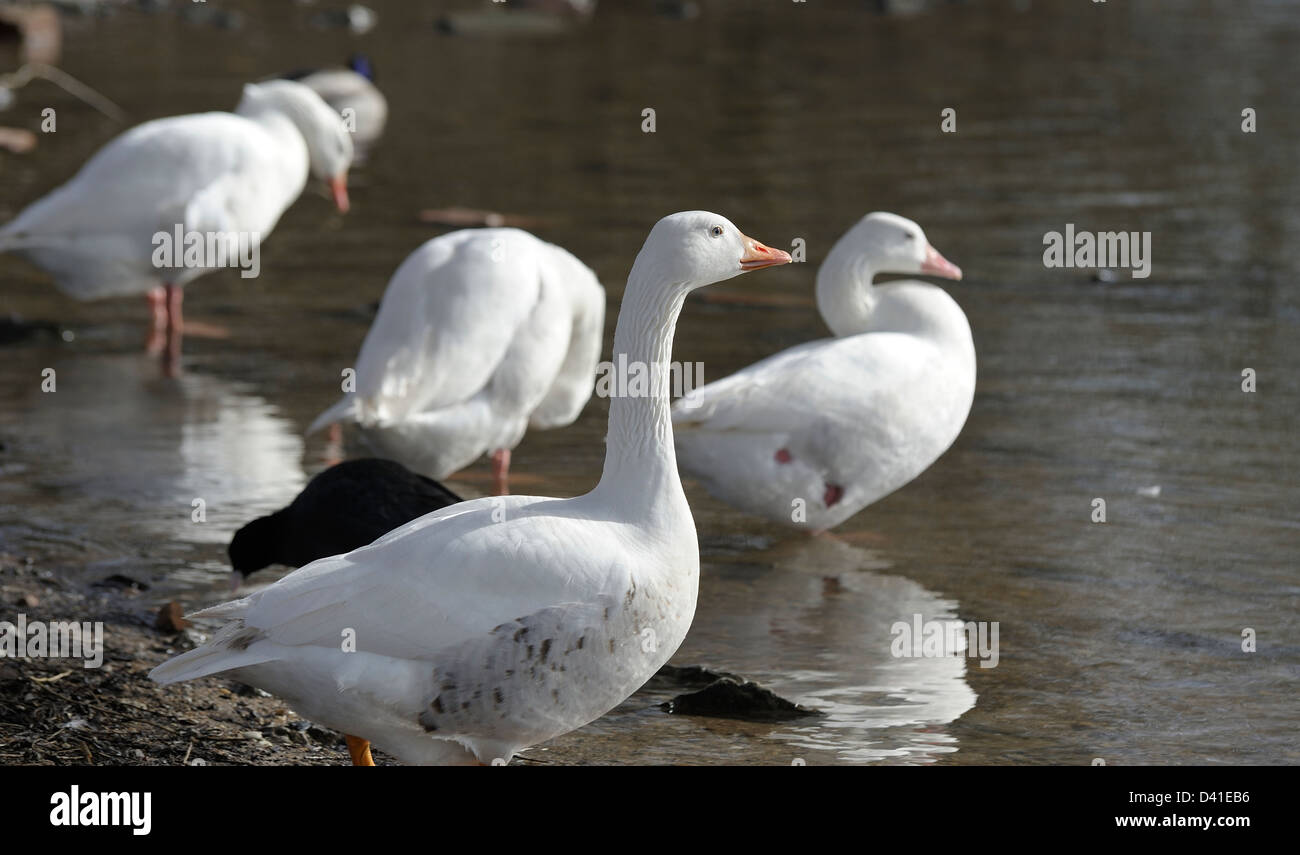 Ebden goose hi-res stock photography and images - Alamy