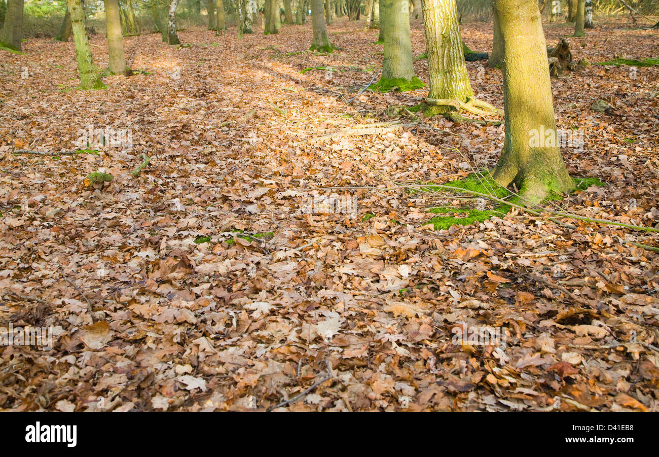 Fallen on floor hi-res stock photography and images - Alamy