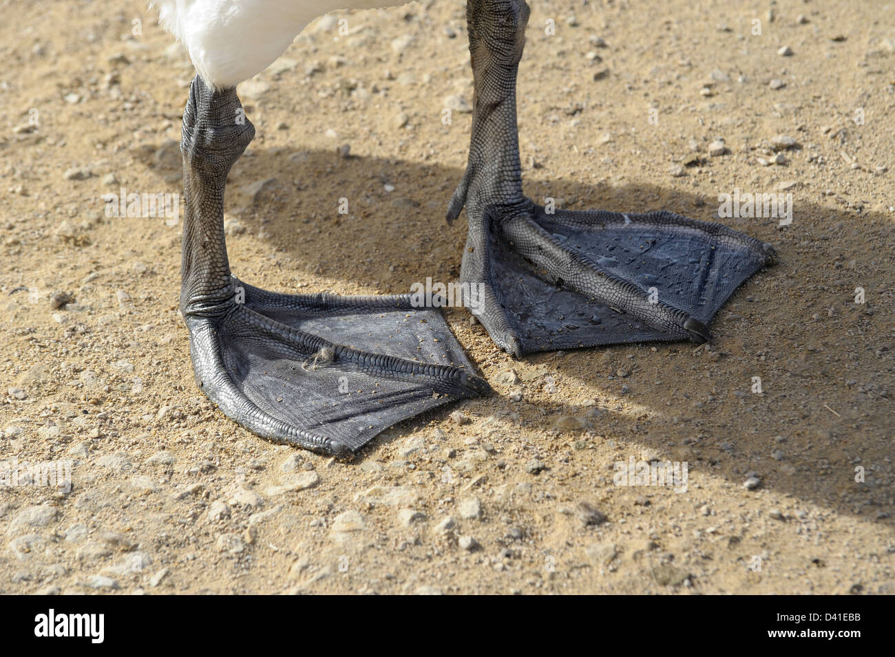 Swans webbed feet Stock Photo - Alamy