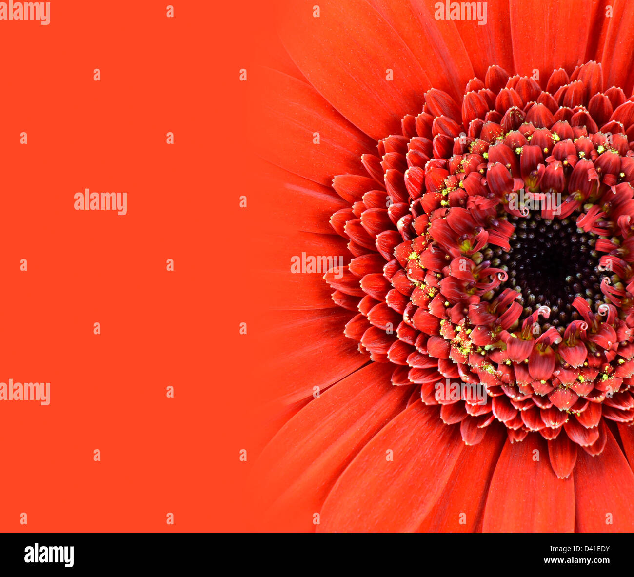 Red Gerbera Flower with Gradient to Red Background Stock Photo - Alamy