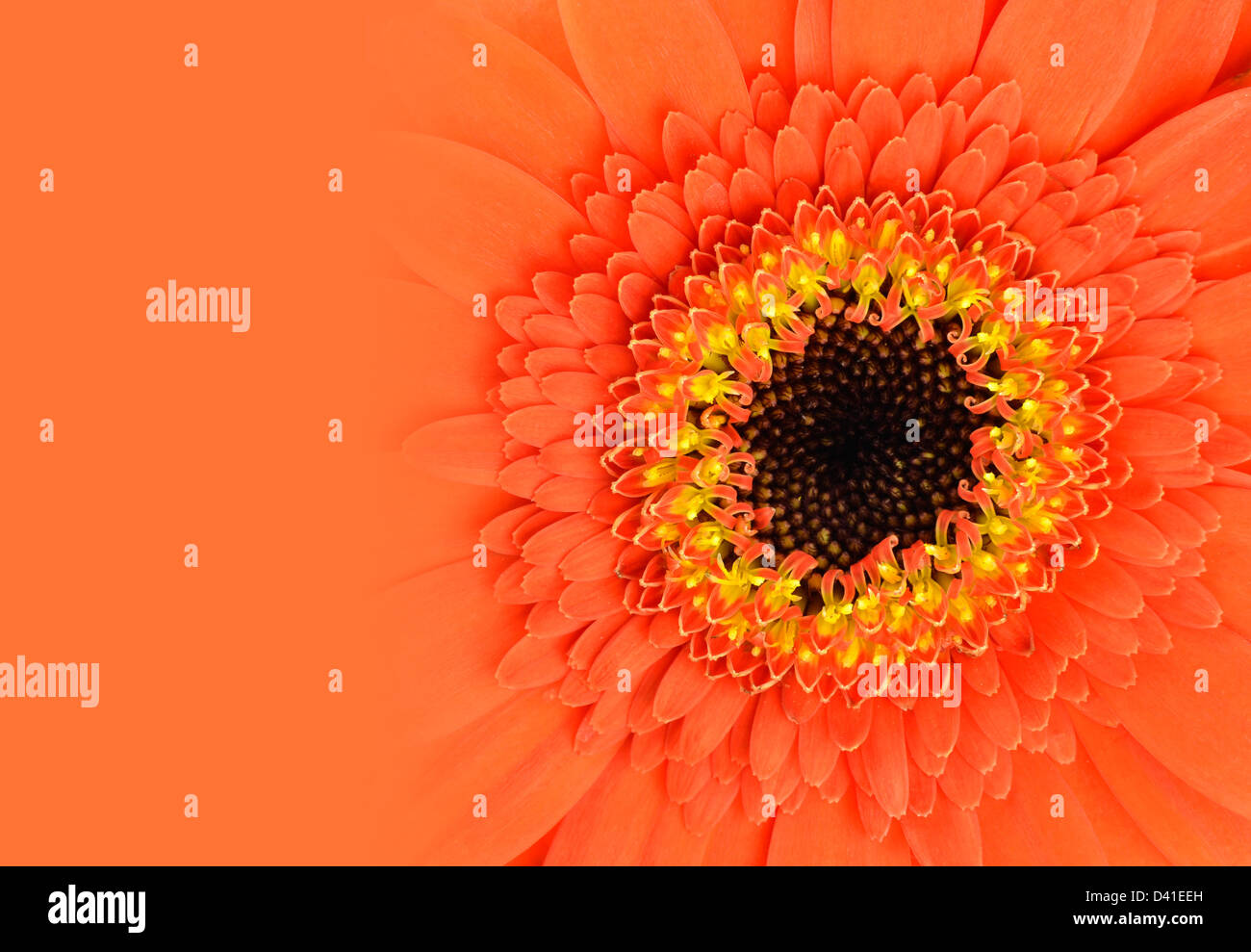 Orange Gerbera Flower with Gradient to Orange Background Stock Photo ...