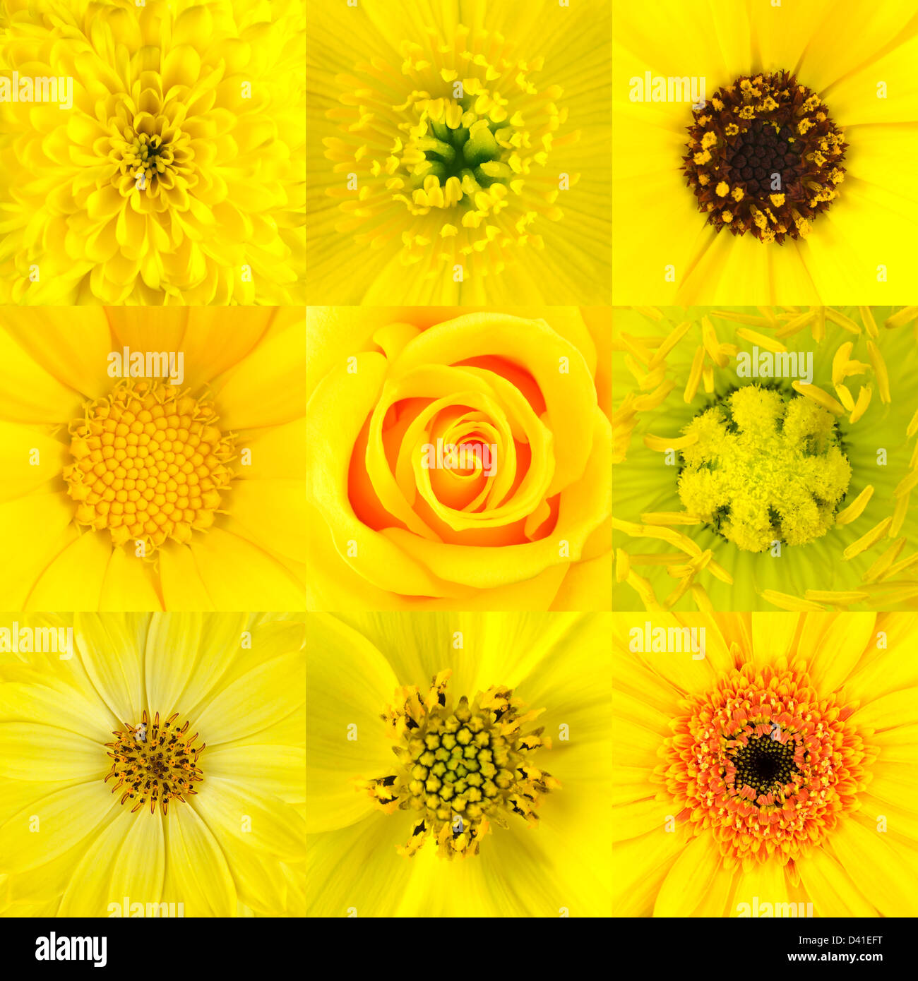 yellow orange brown gerbera rose marigold daisy flower macro nine ...