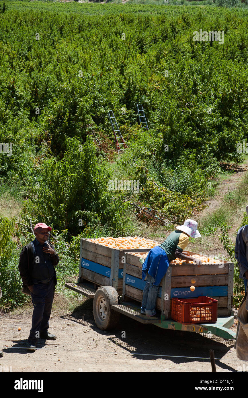 Peach farm female worker harvesting peaches near Montagu Western Cape ...