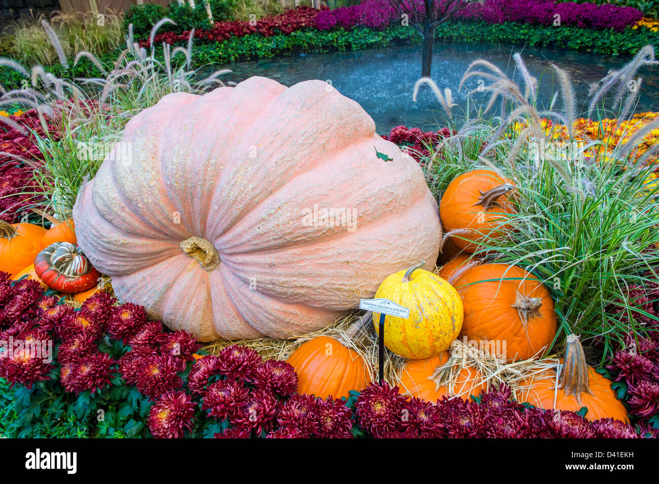 Fall season in Bellagio Hotel Conservatory & Botanical Gardens Stock ...