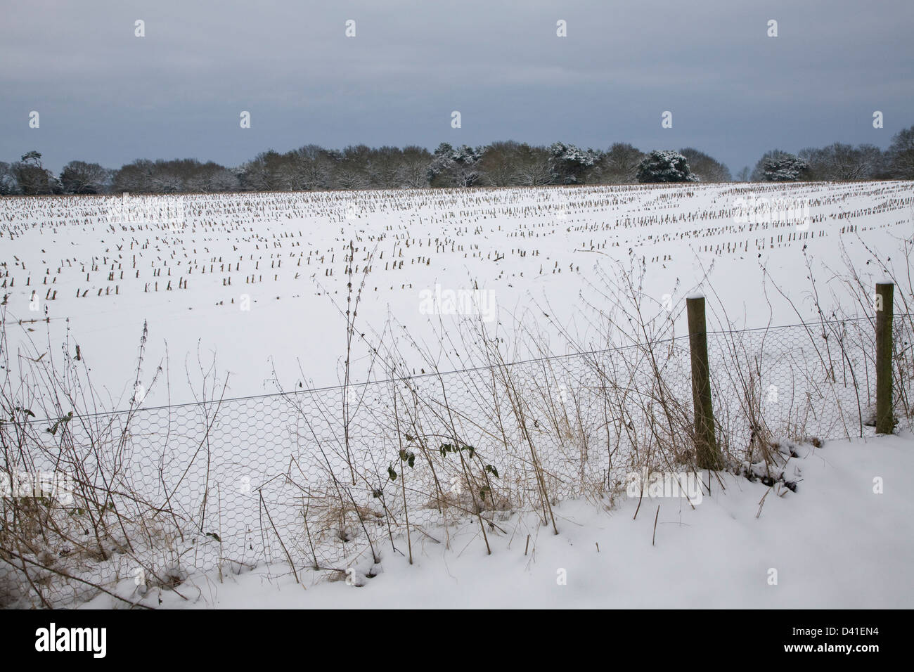 Snowy trees in english countryside hi-res stock photography and images ...