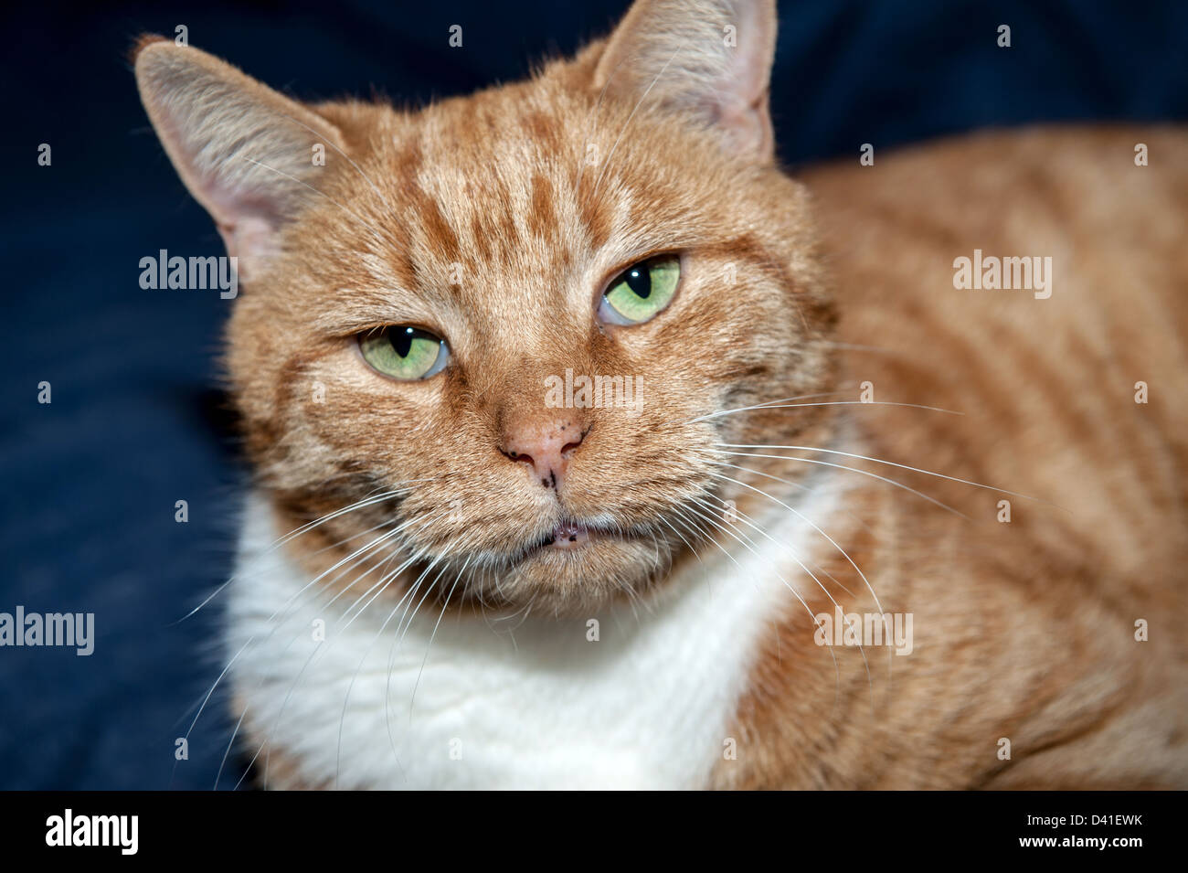 Happy Ginger Cat Purring Stock Photo - Alamy