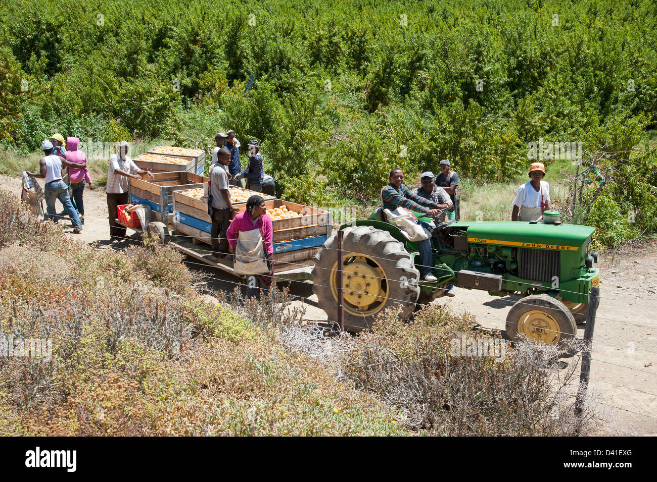 Peach farm Workers harvesting peaches near Montagu Western Cape South ...