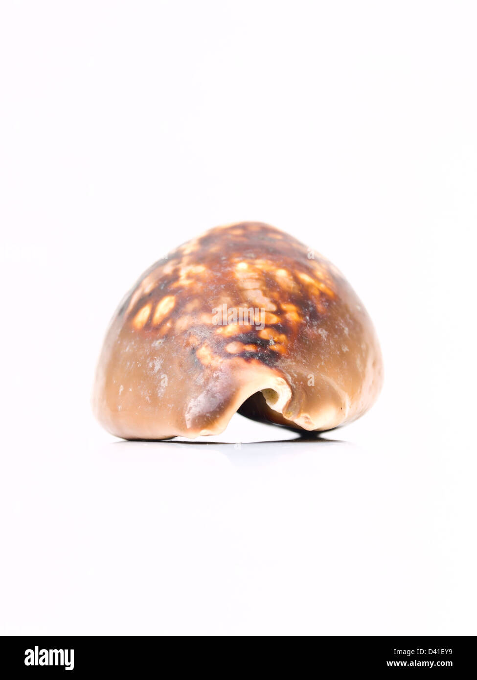 A brown sea shell from Andaman sea isolated on white background Stock ...