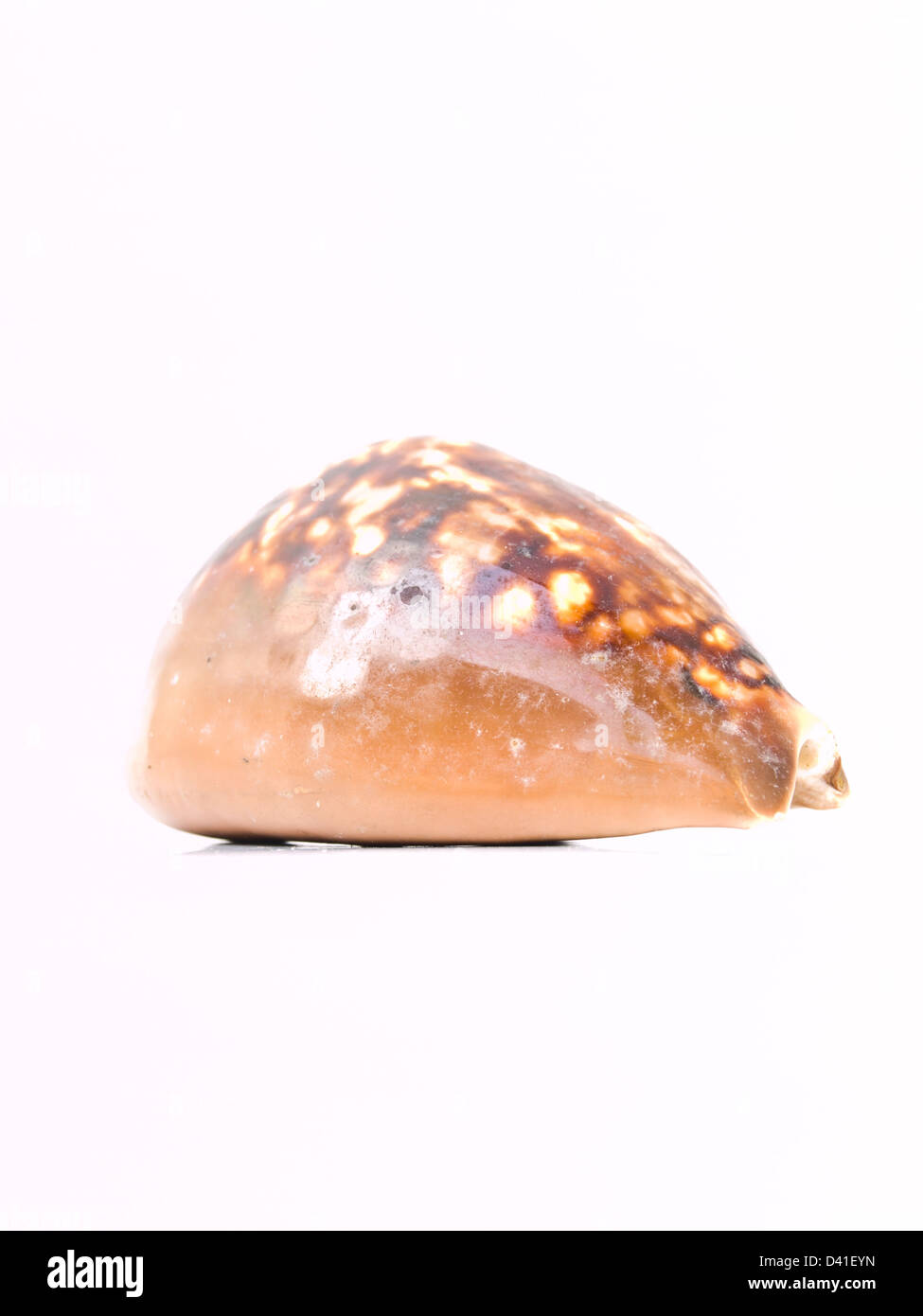 A brown sea shell from Andaman sea isolated on white background Stock ...