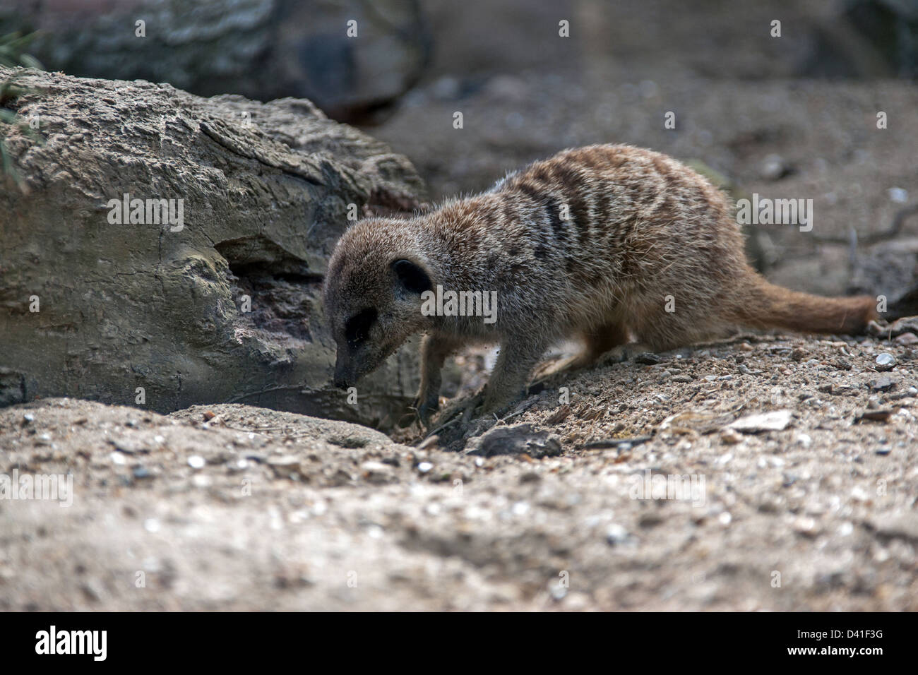 Meerkat Digging (Captive Stock Photo - Alamy