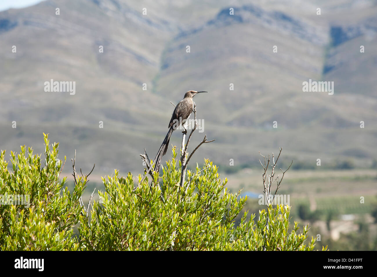 Cape Sugar Bird Promerops cafer Western Cape South Africa Stock Photo ...