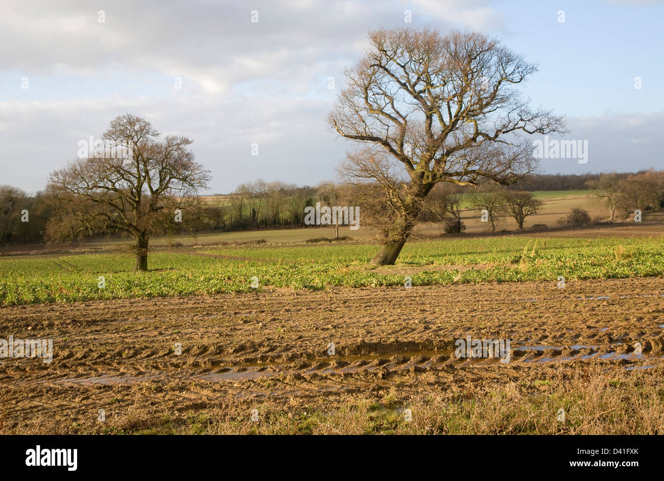 Leafless oak trees stand in field in winter sunshine, Trimley, Suffolk ...