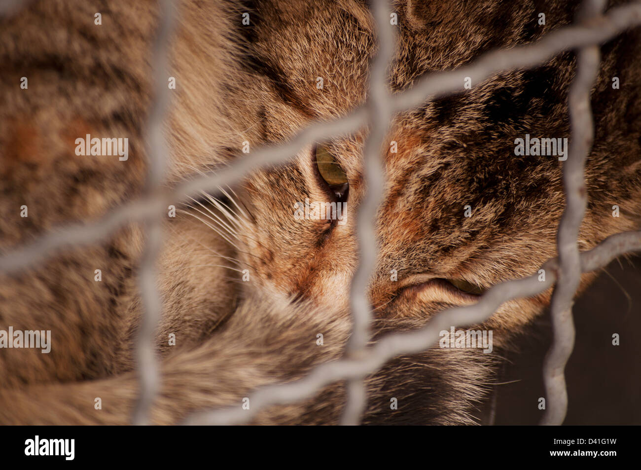 Cat in captivity Stock Photo - Alamy