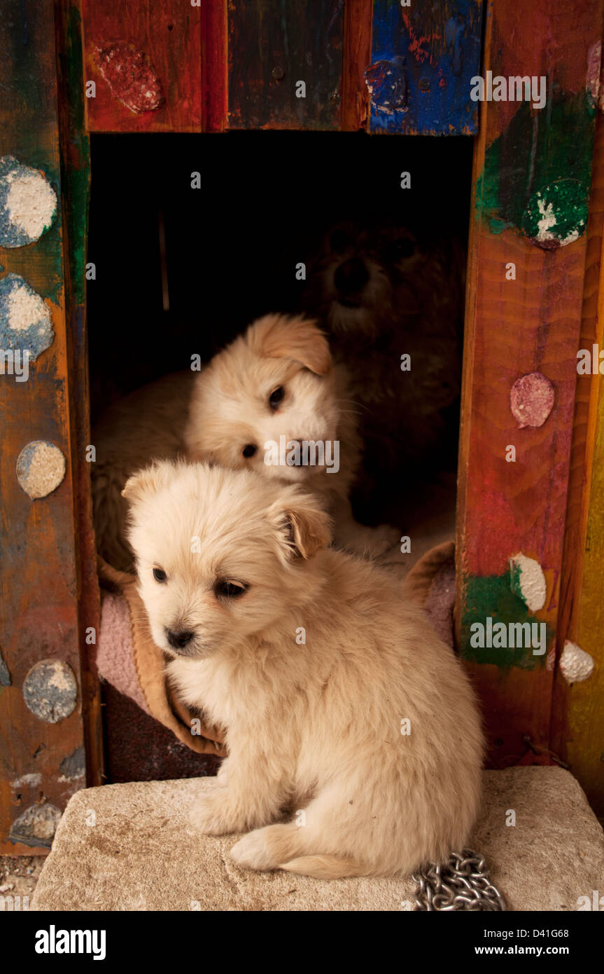 Cute dog family hi-res stock photography and images - Alamy