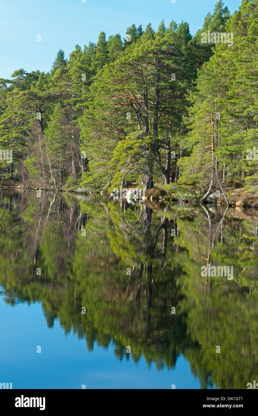 Reflections of Scots Pine Tree on Loch Garten Stock Photo - Alamy
