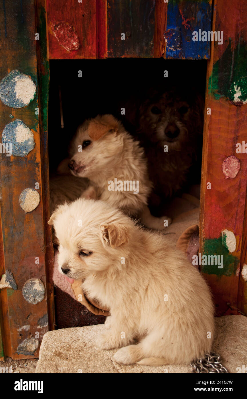 Dog family puppies hi-res stock photography and images - Alamy
