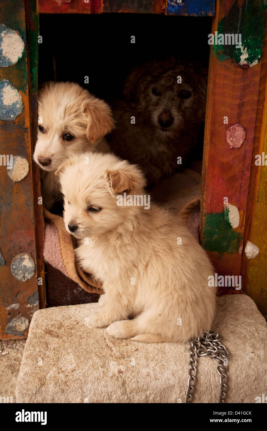 Dog family hi-res stock photography and images - Alamy