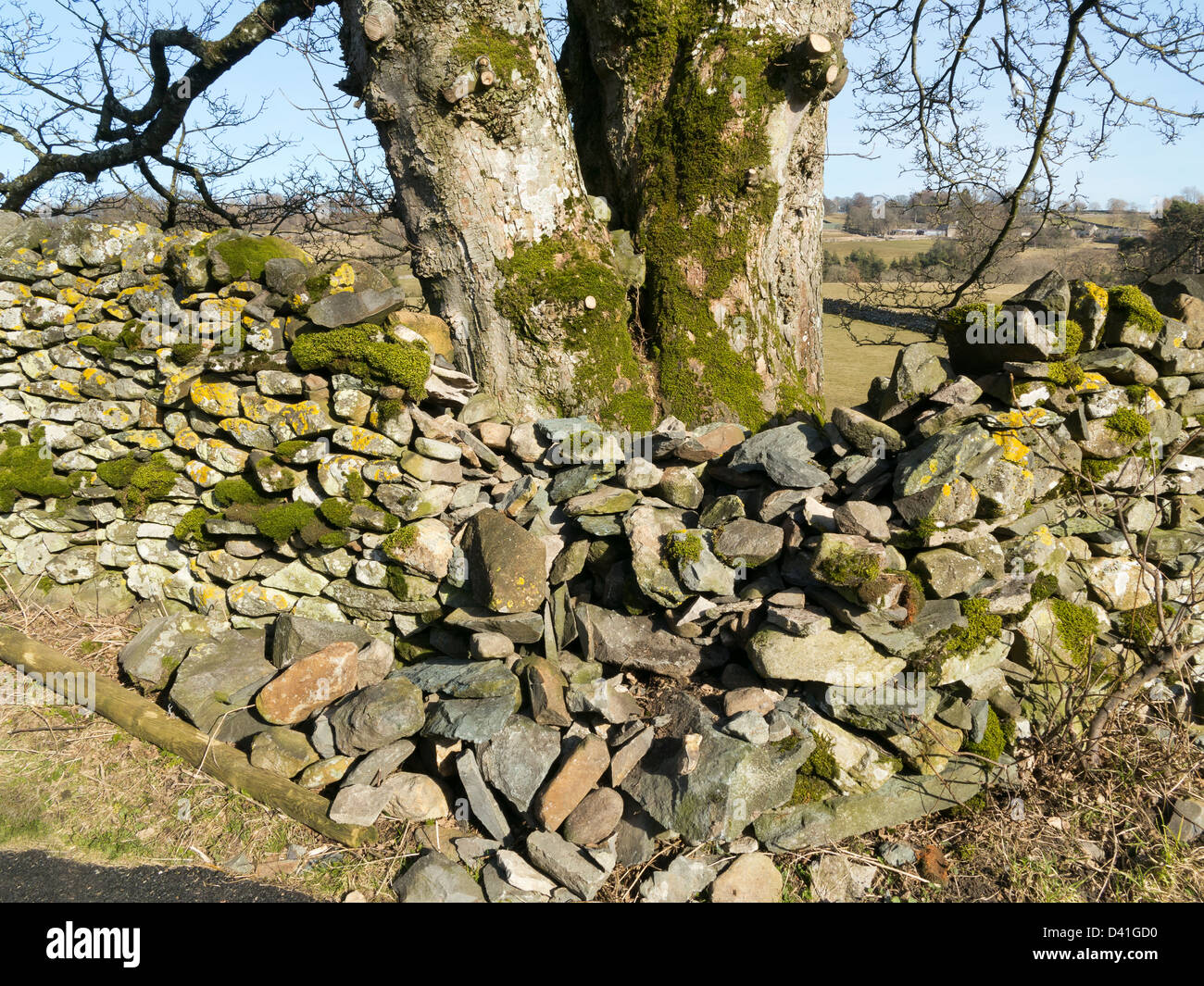 Close up of tree trunk too close to drystone wall showing broken and ...