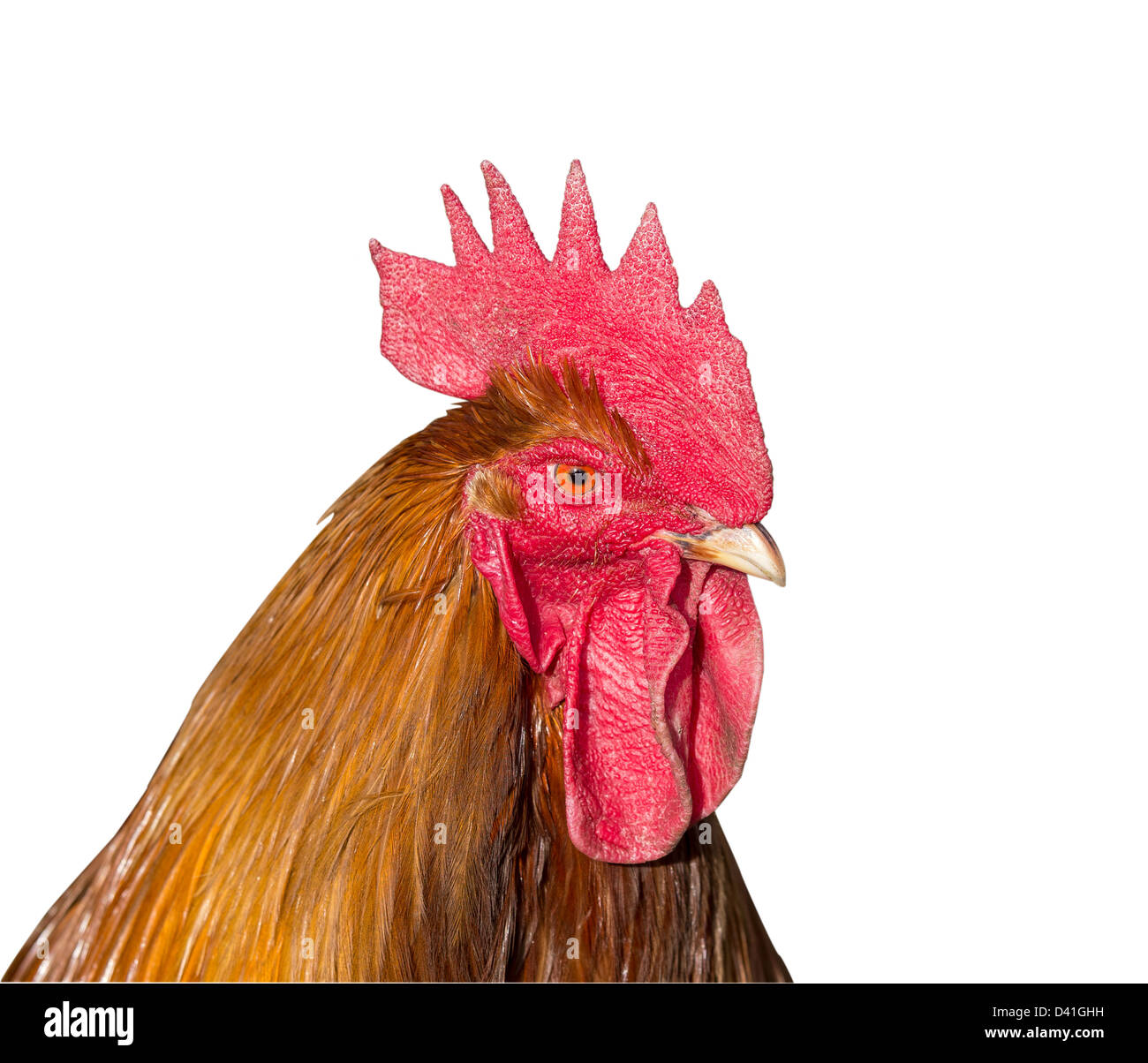 rooster head isolated on white Stock Photo - Alamy