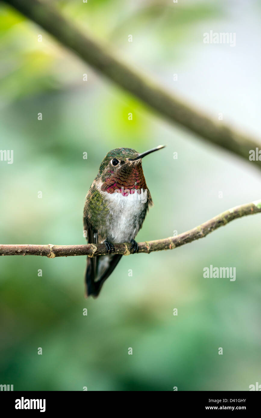 Rufous Hummingbird (Selasphorus rufus) Perched in tree in South Florida ...