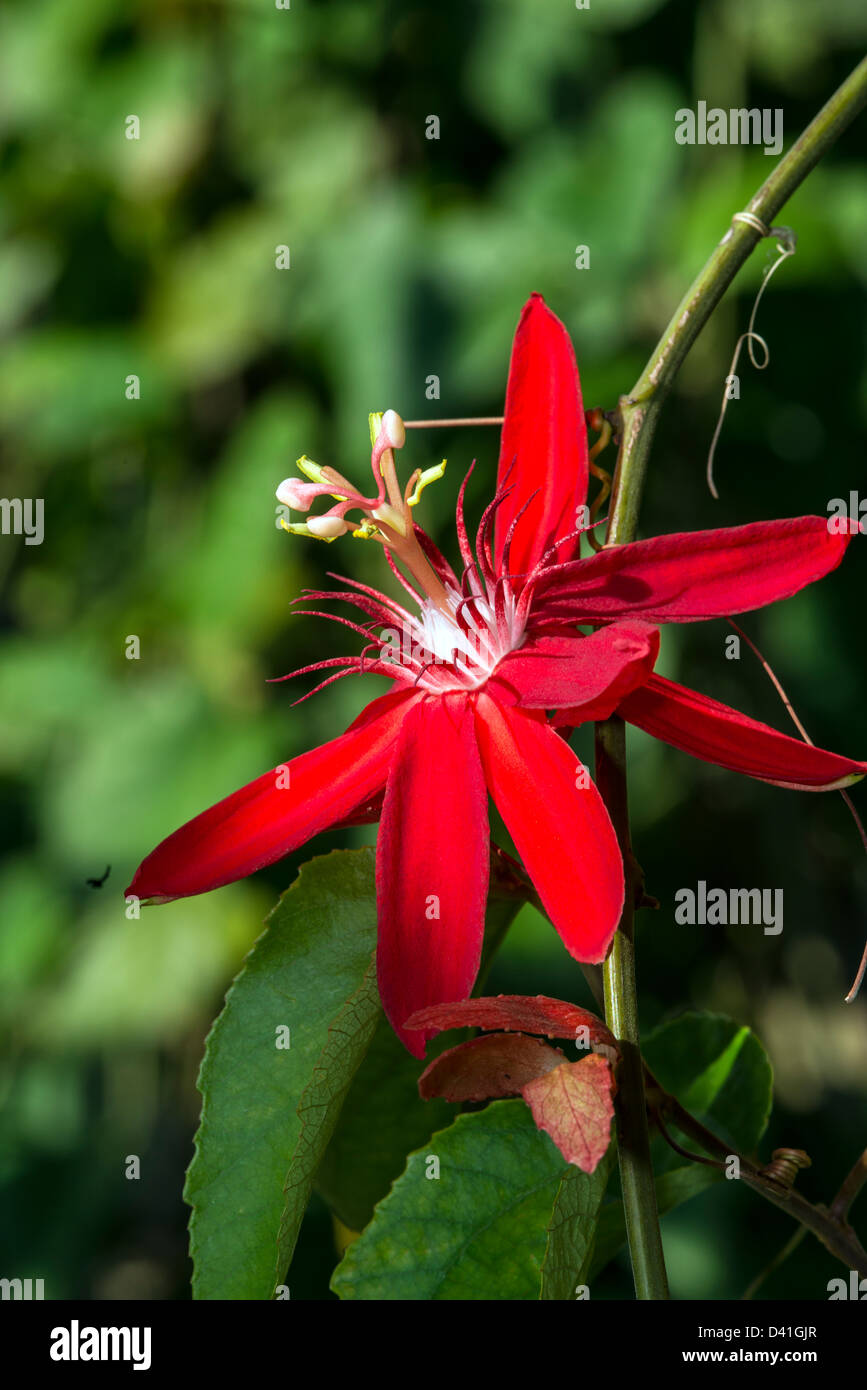 Passion flower (Passiflora glanulosa) in South Florida in winter Stock ...