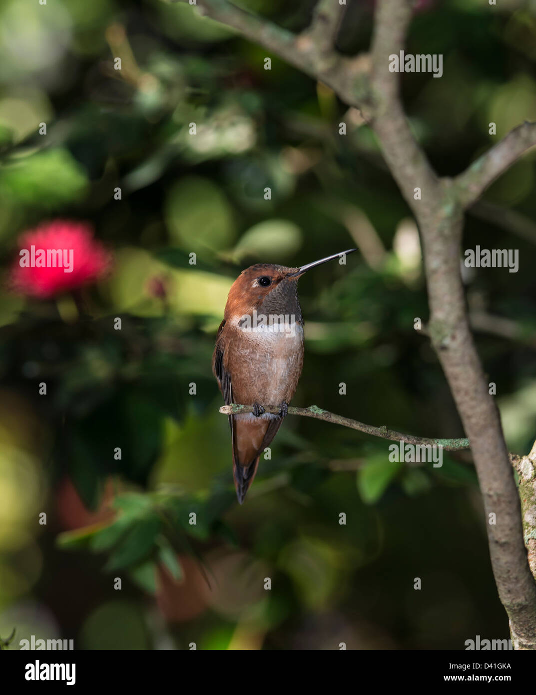Rufous Hummingbird (Selasphorus rufus) Perched in tree in South Florida ...