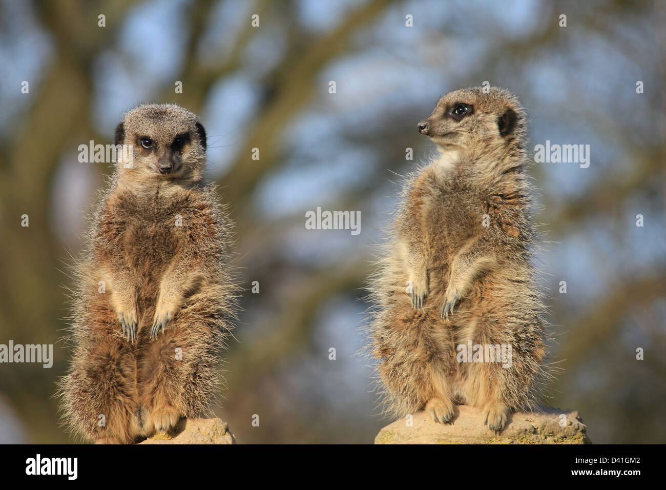 Meerkats zoo hi-res stock photography and images - Alamy