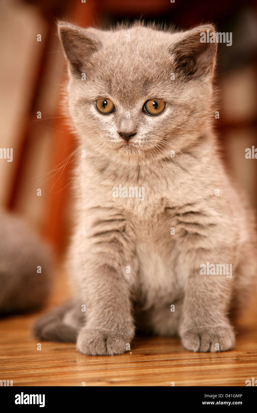British cute kitten Stock Photo - Alamy