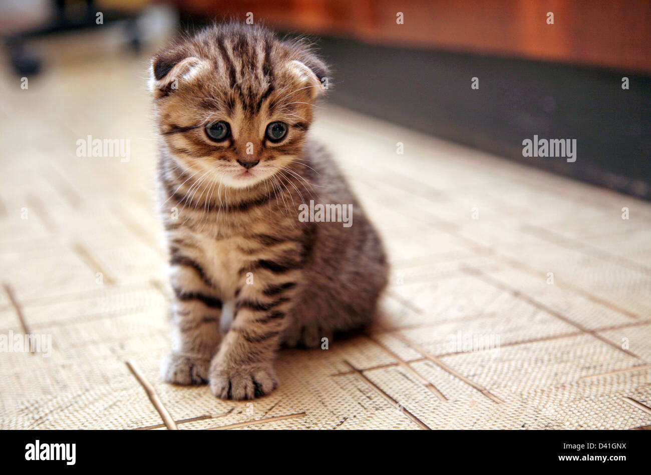 Funny curious Scottish fold kitten Stock Photo - Alamy