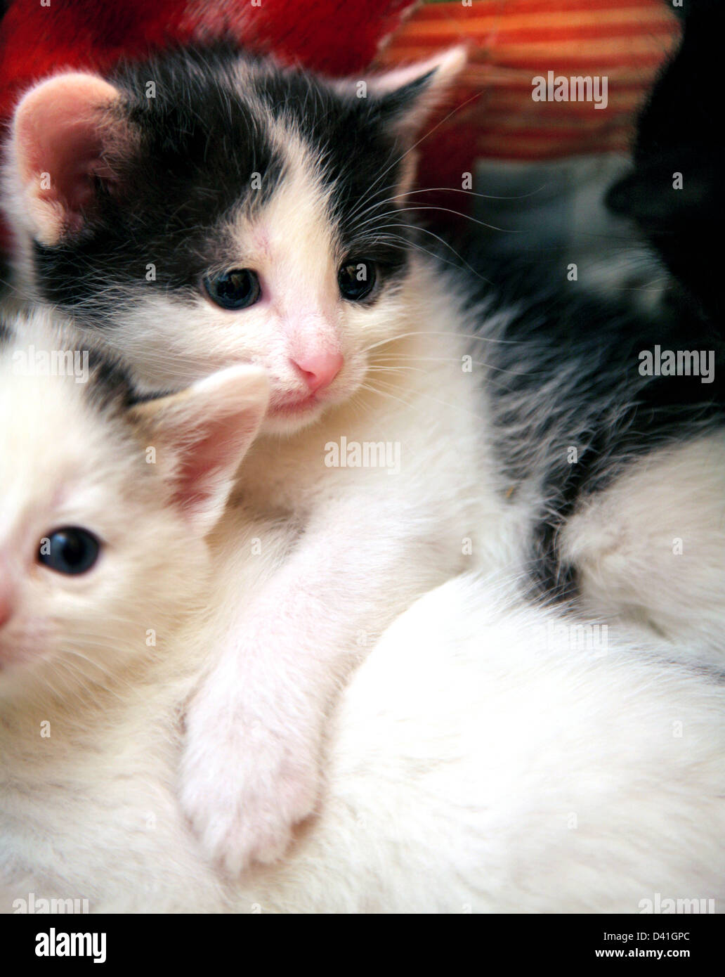 Funny curious little kitten Stock Photo - Alamy