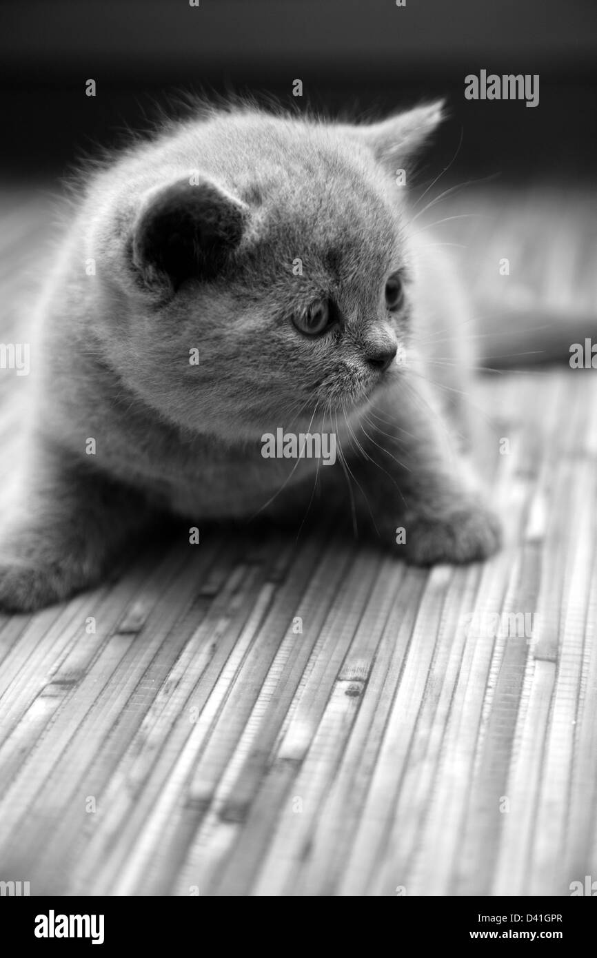 Cute british kitten Stock Photo - Alamy