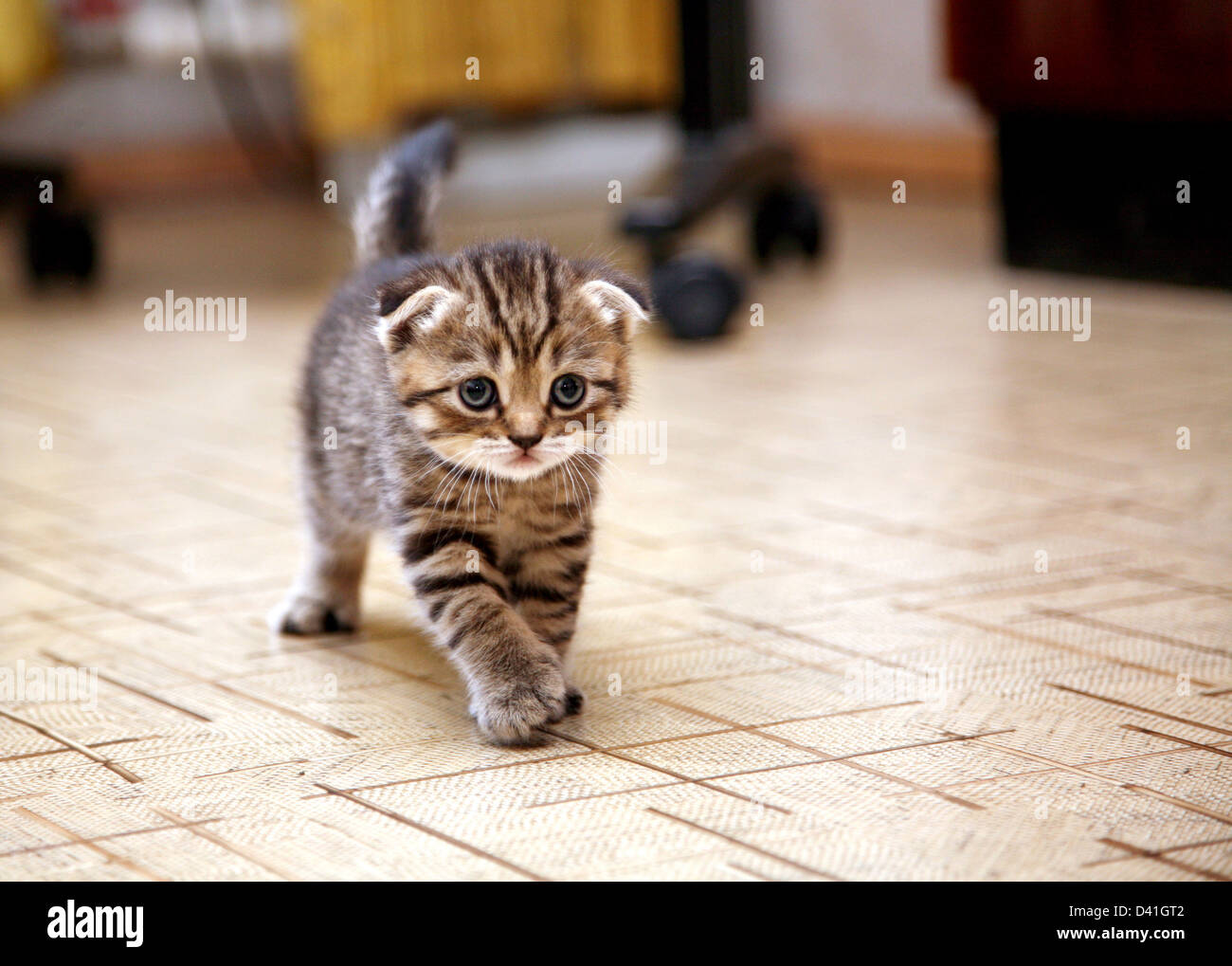 Funny Scottish fold kitten in the game Stock Photo - Alamy