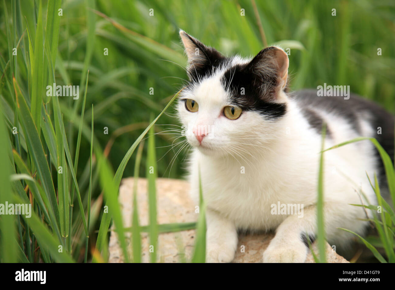 Hunter cat ready to jump Stock Photo - Alamy