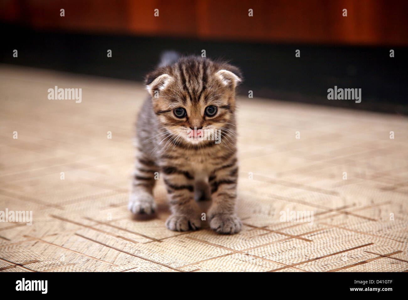 Funny striped scottish fold kitten Stock Photo - Alamy