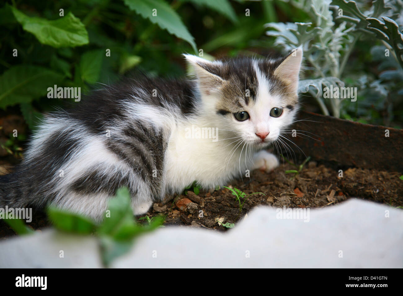 Hunter kitten in game in the summer garden Stock Photo - Alamy