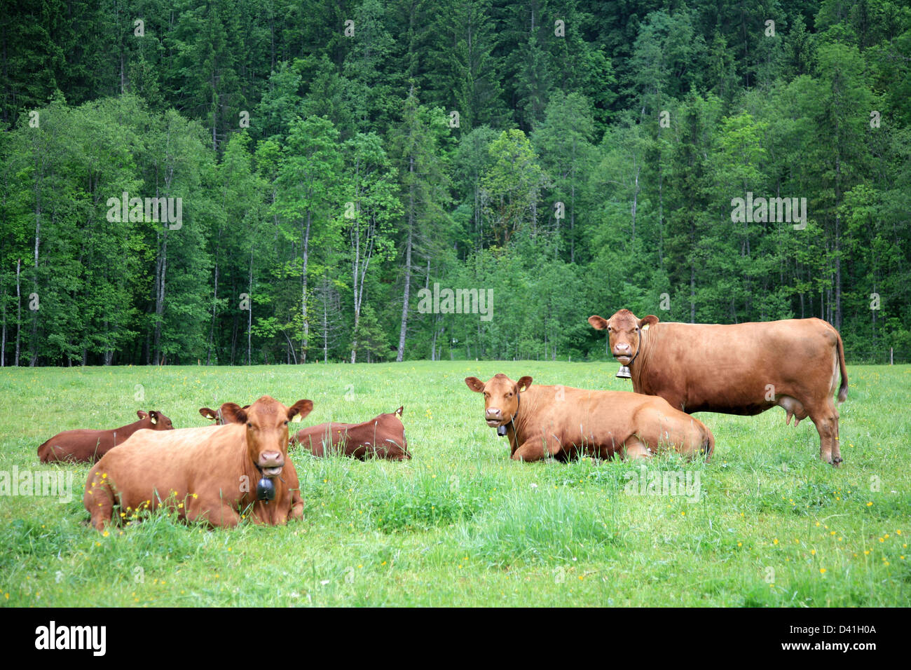 Alps cows in the green grass. Interlaken, Switzerland Stock Photo - Alamy