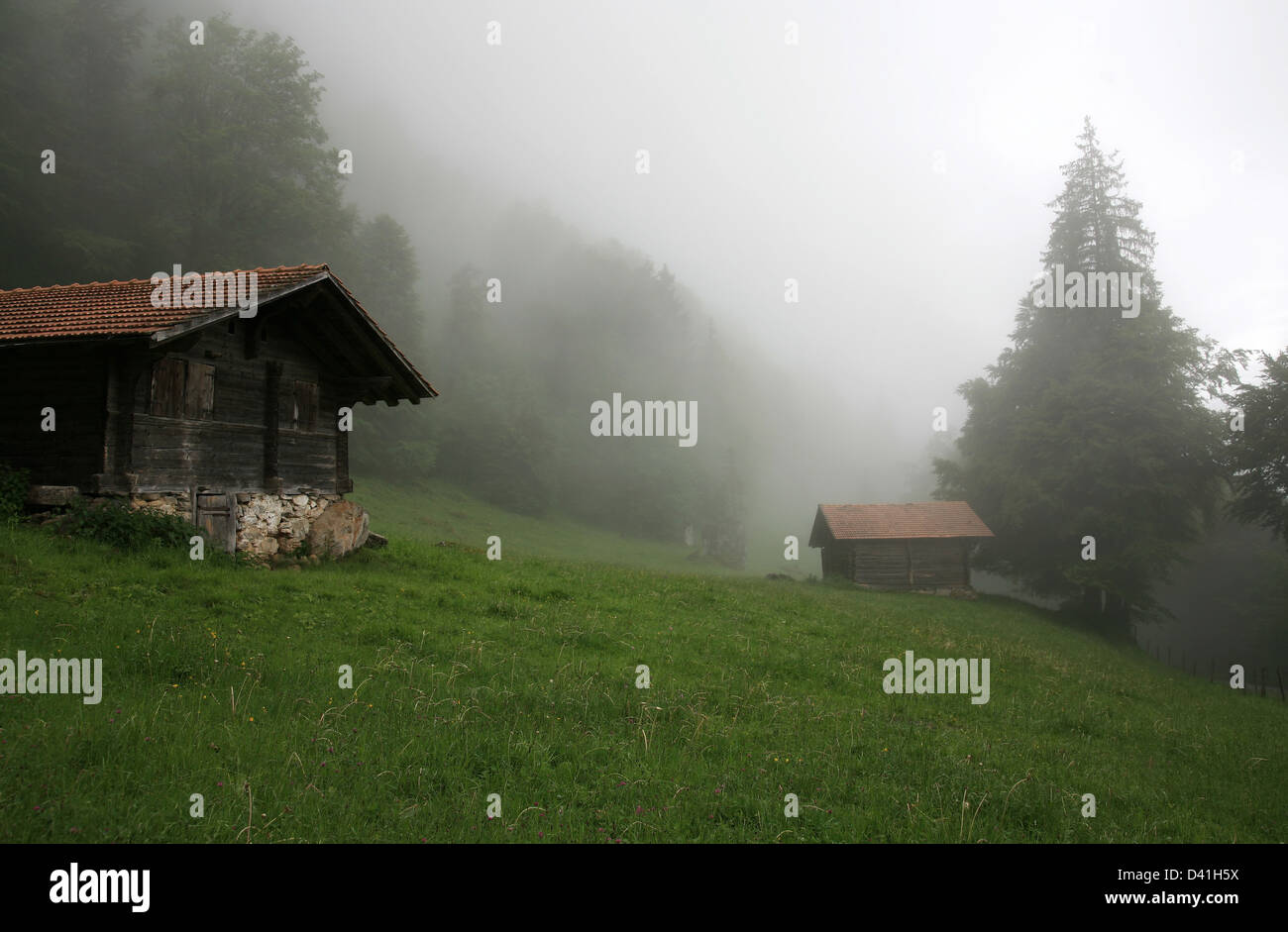 Forest mist house hi-res stock photography and images - Alamy