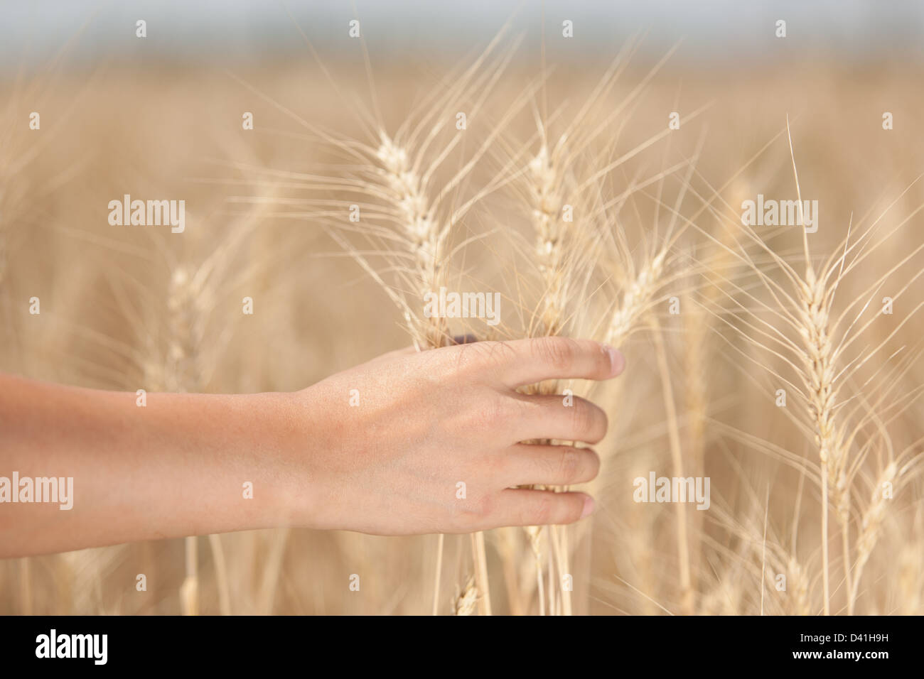 Man's hand holding a spike on the background field Stock Photo - Alamy