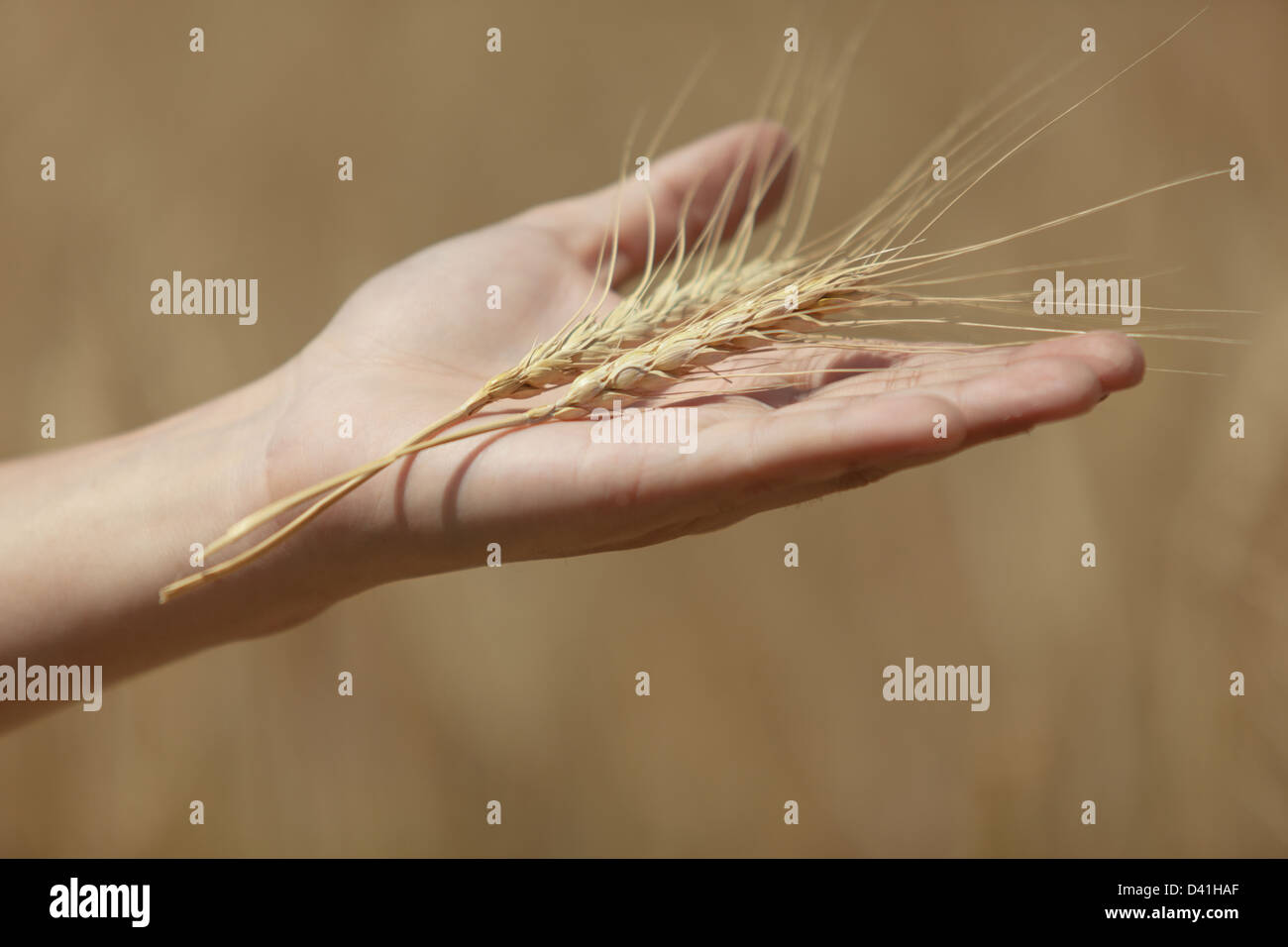 Man's hand holding a spike on the background field Stock Photo - Alamy
